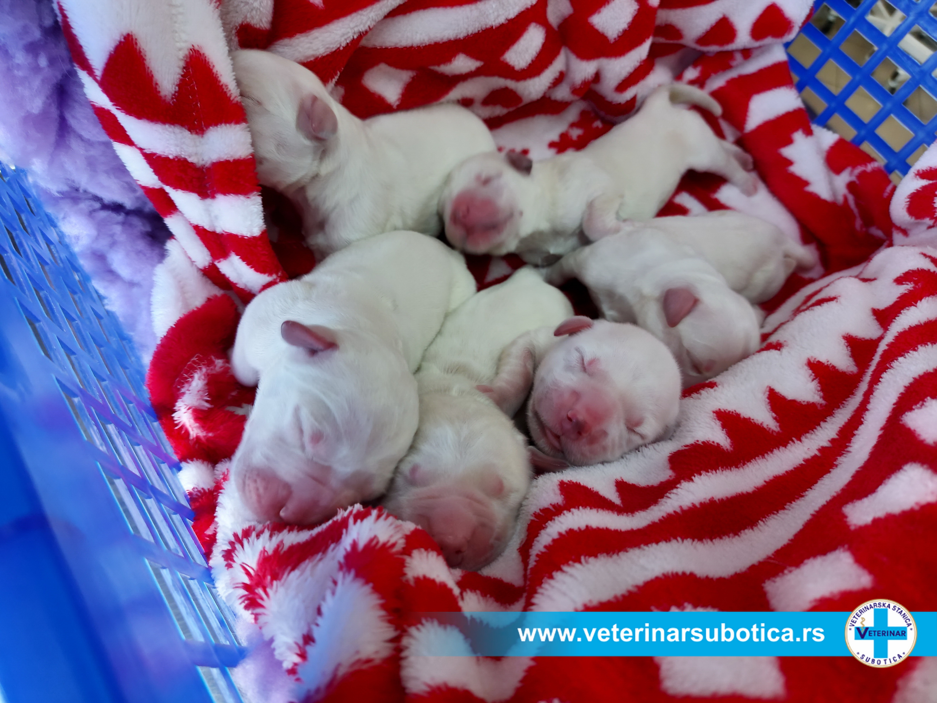 Carski rez Zlatni retriver | Veterinarska stanica "Veterinar" - Subotica