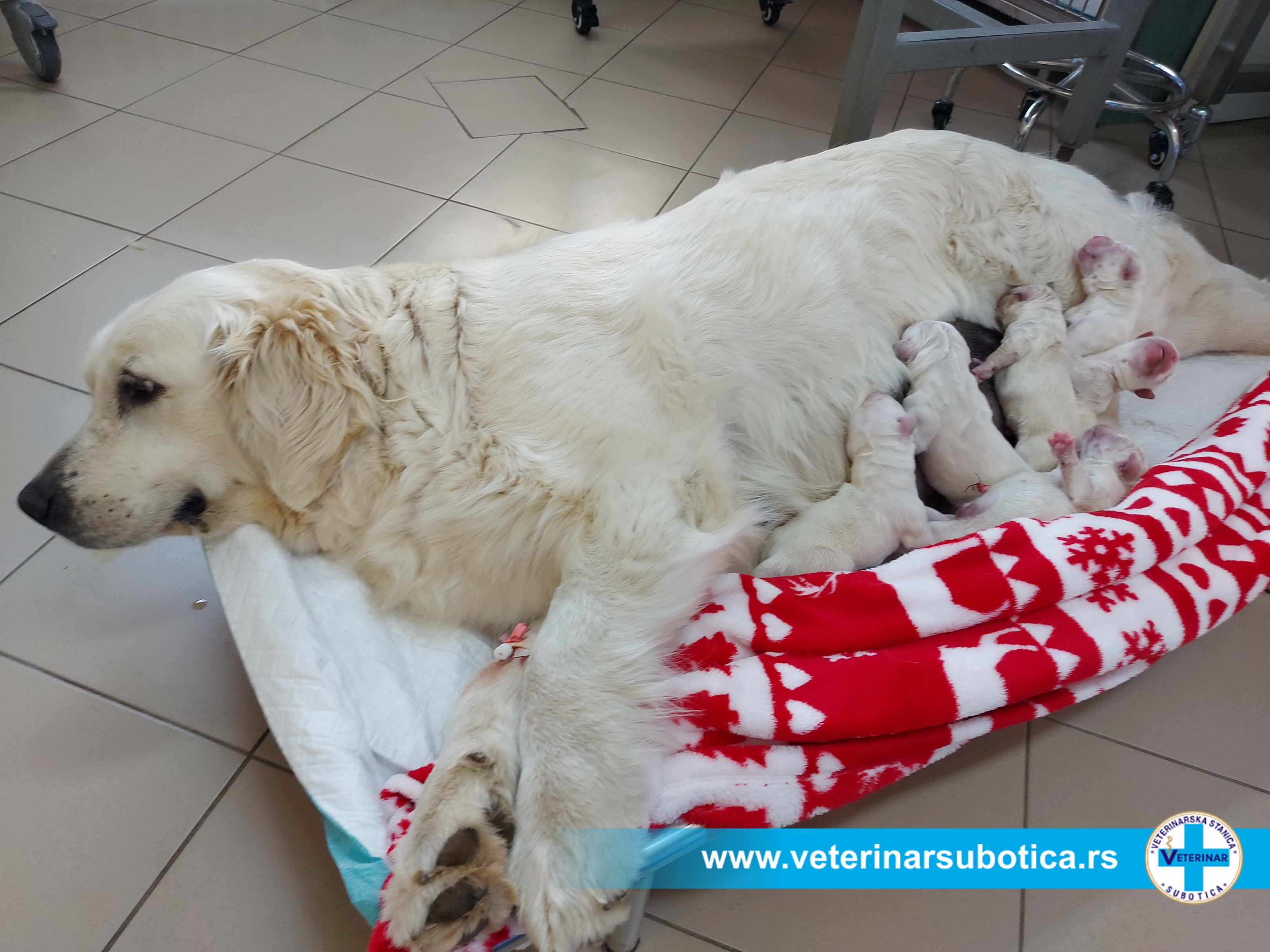 Carski rez Zlatni retriver | Veterinarska stanica "Veterinar" - Subotica
