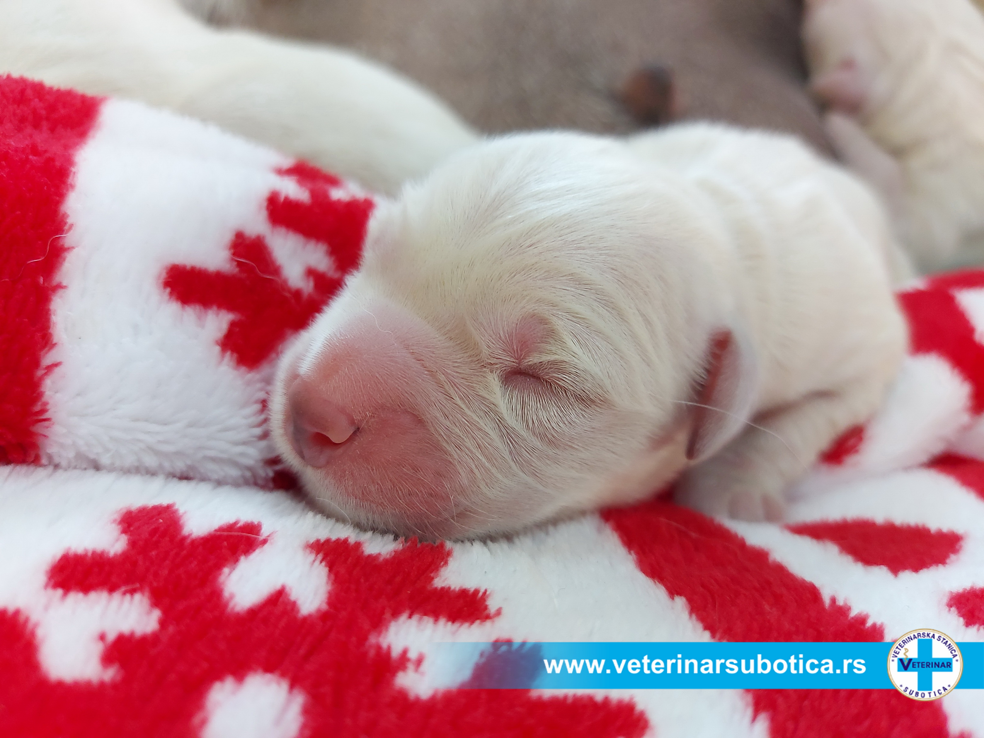Carski rez Zlatni retriver | Veterinarska stanica "Veterinar" - Subotica