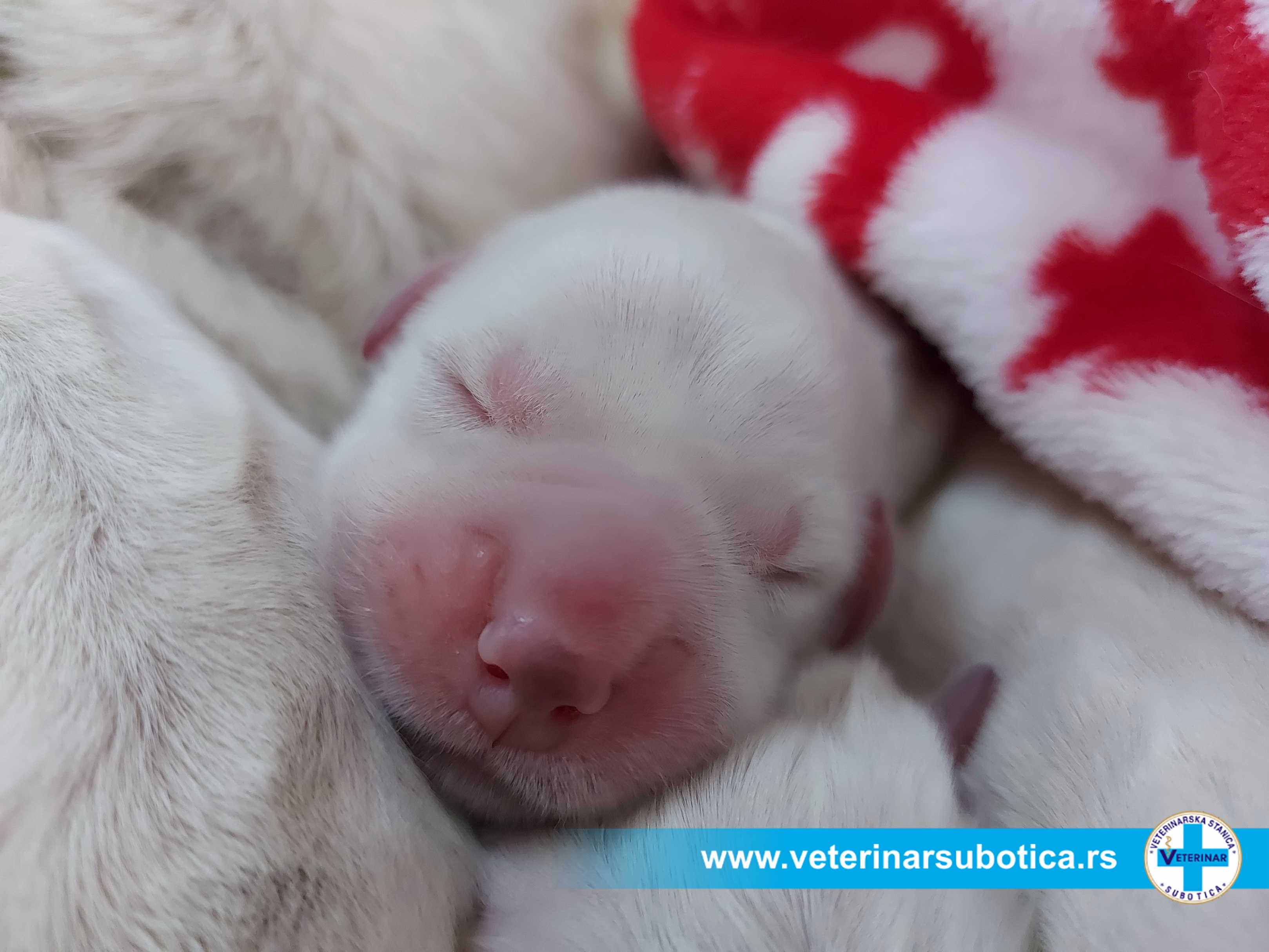 Carski rez Zlatni retriver | Veterinarska stanica "Veterinar" - Subotica